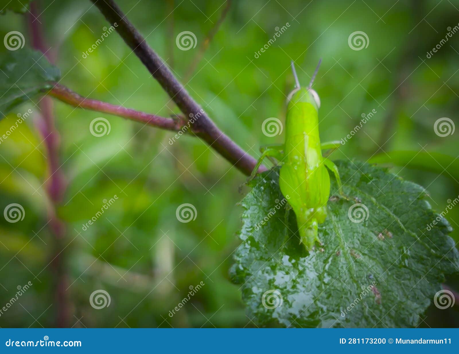 Insect Portrait in the Forest Stock Photo - Image of pretty, male ...