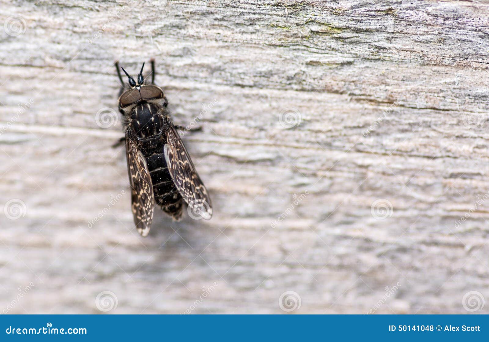 Insect portrait horse fly stock photo. Image of entomology - 50141048