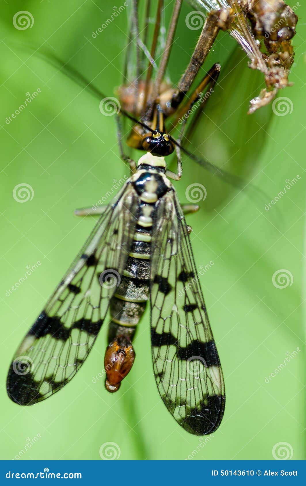 Insect Portrait Scorpion Fly Stock Photo - Image of insect, panorpa ...