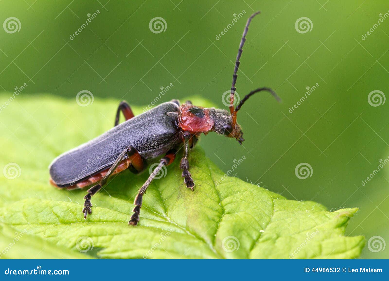 Insect portrait stock photo. Image of abstract, wild - 44986532