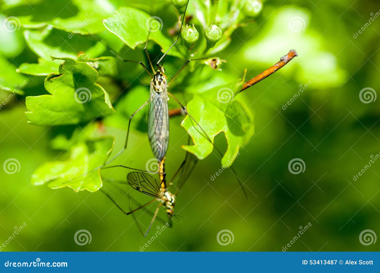 Insect Portrait Spotted Crane-fly Pair Stock Image - Image of pair ...