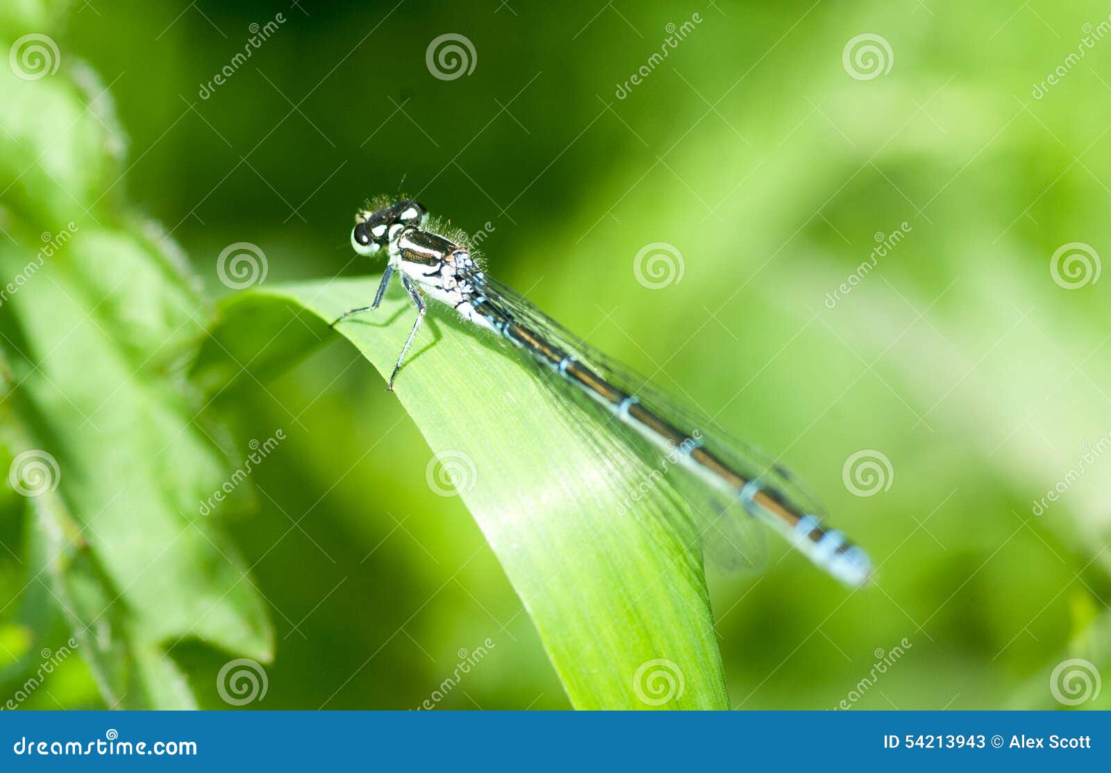 Insect Portrait Variable Damselfly Stock Image - Image of damselfly ...