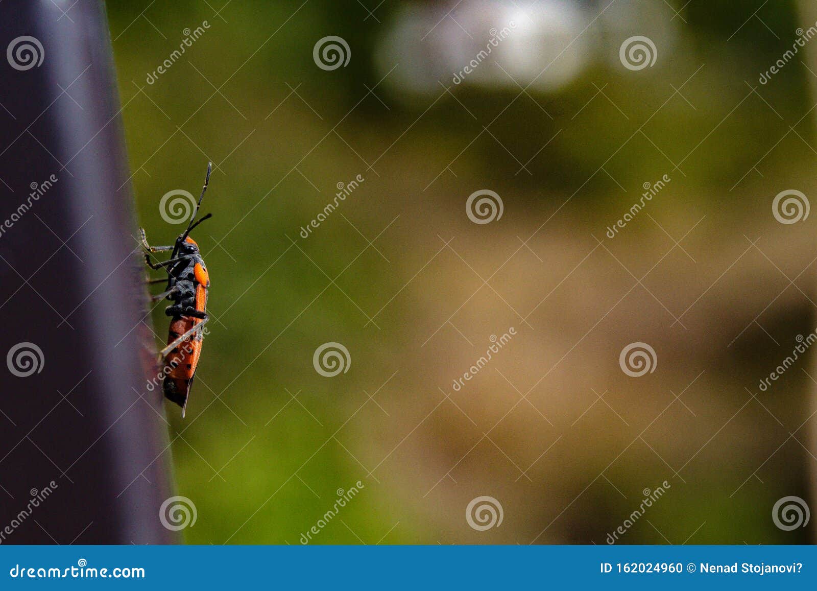 Insect posing for camera stock photo. Image of insectonwall - 162024960