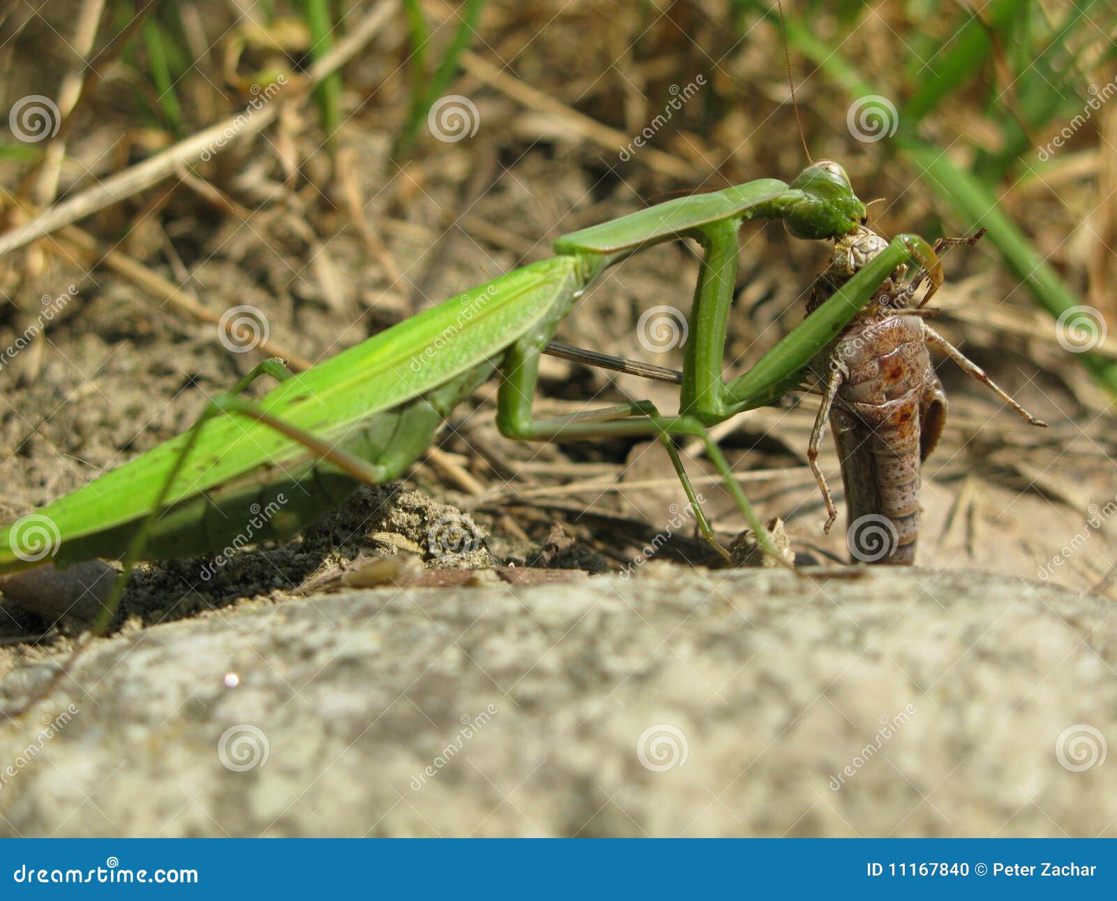 Insect - Praying mantis stock photo. Image of green, hoping - 11167840