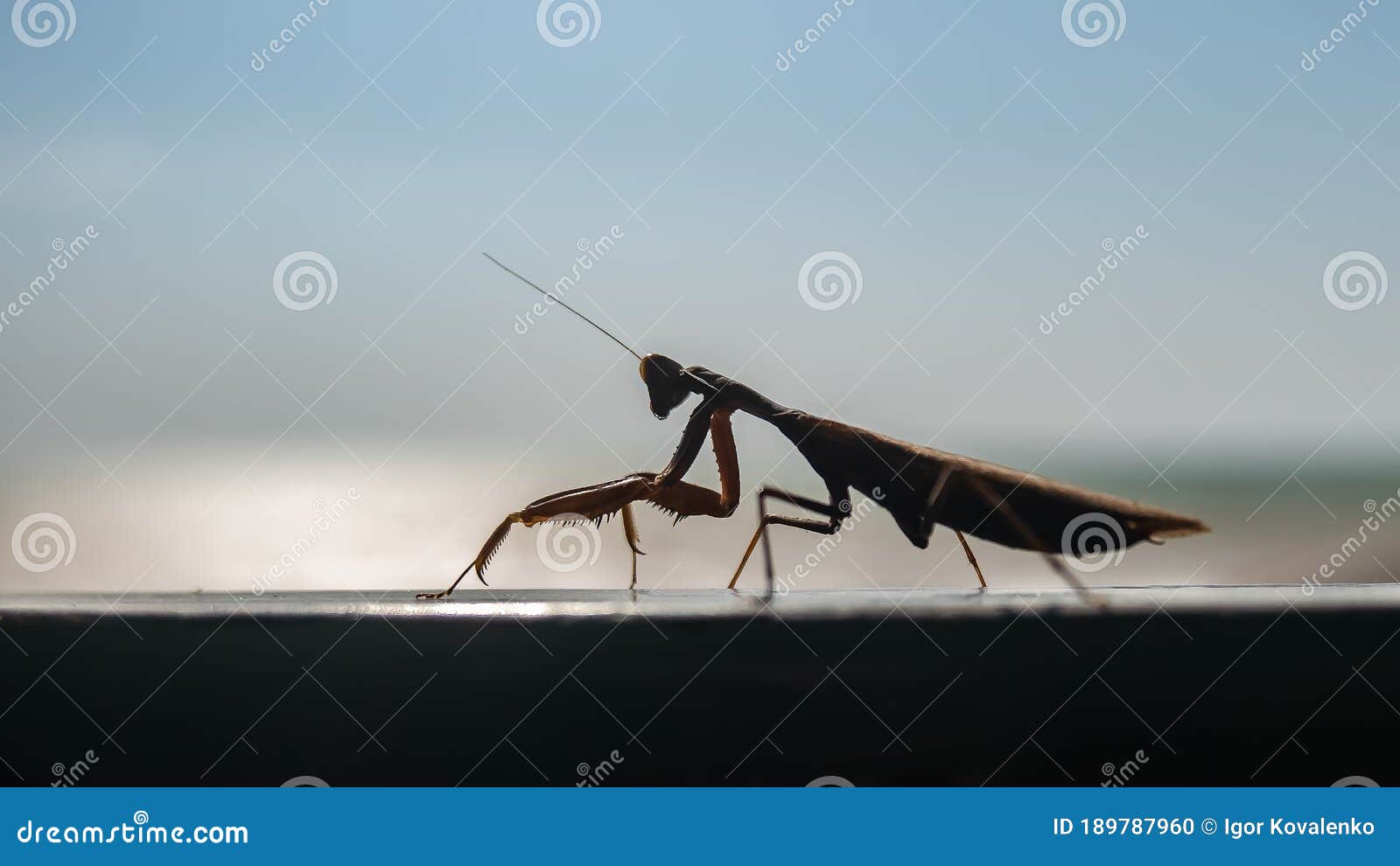 Insect Praying Mantis Close Up With Reflection On Glass Table Stock ...