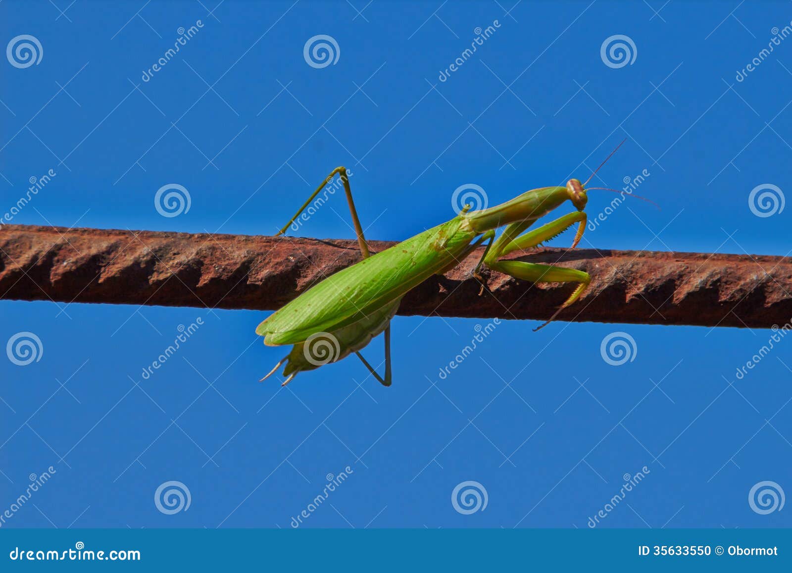 Insect praying mantis stock photo. Image of predatory - 35633550