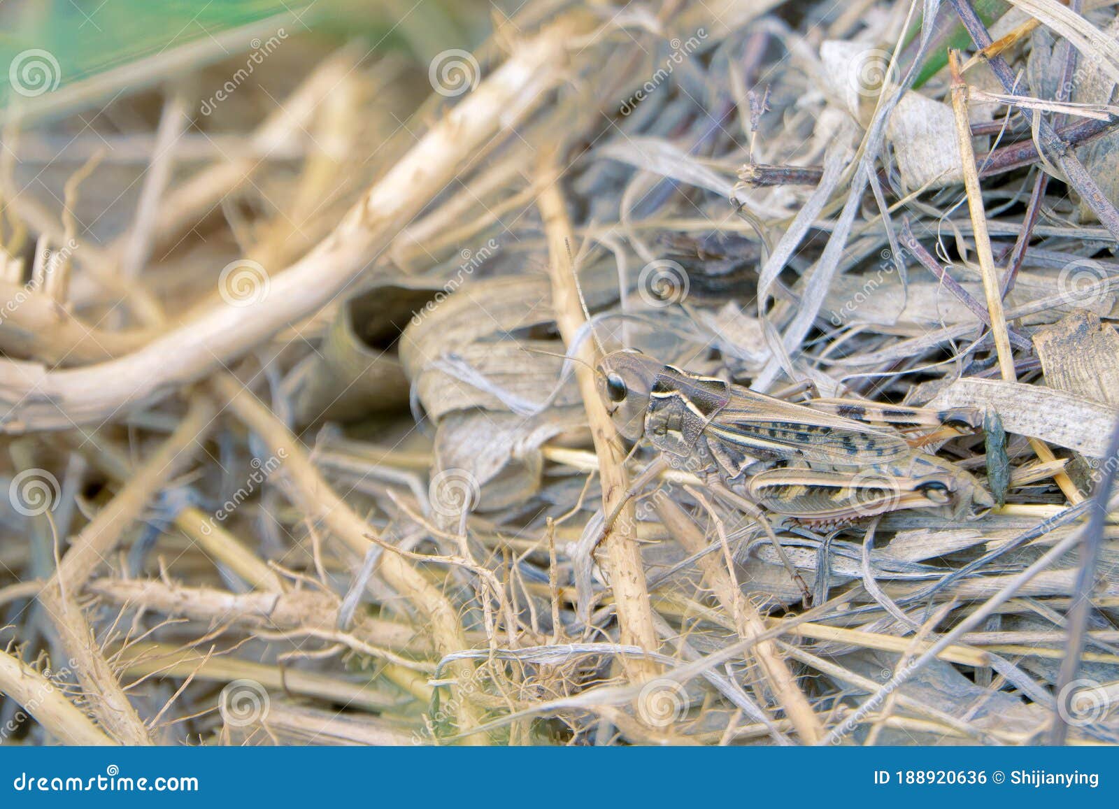 Insect protection color stock photo. Image of locust - 188920636
