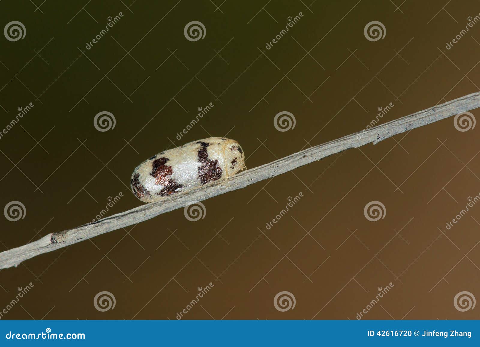 Insect Pupa Royalty-Free Stock Image | CartoonDealer.com #149350114