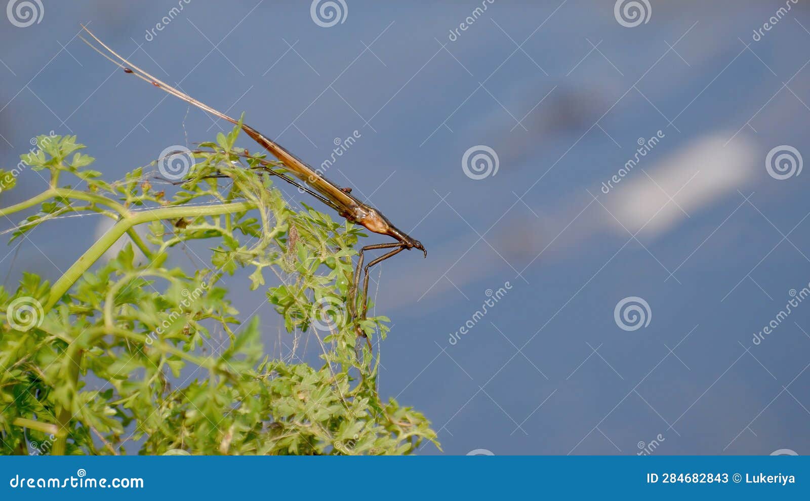 Insect Ranatra or Water Bug. Stock Image - Image of ranatra, nature ...