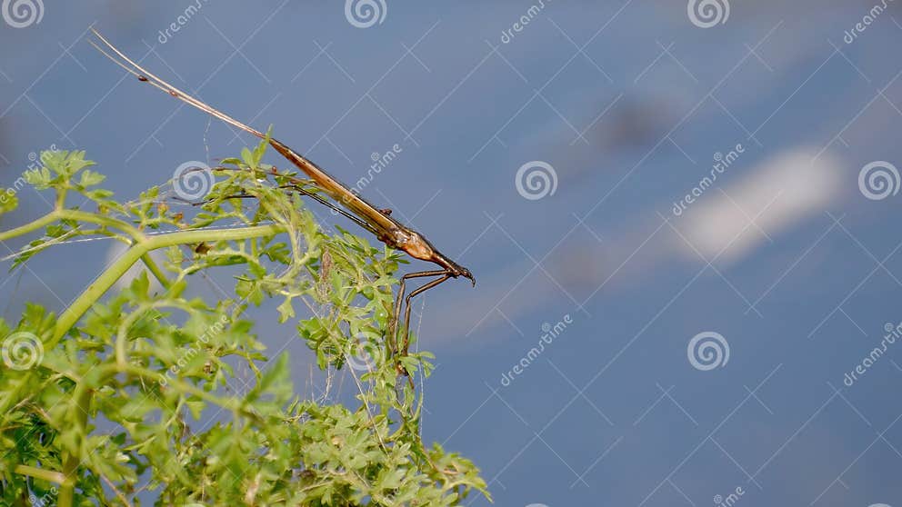 Insect Ranatra or Water Bug. Stock Image - Image of ranatra, nature ...