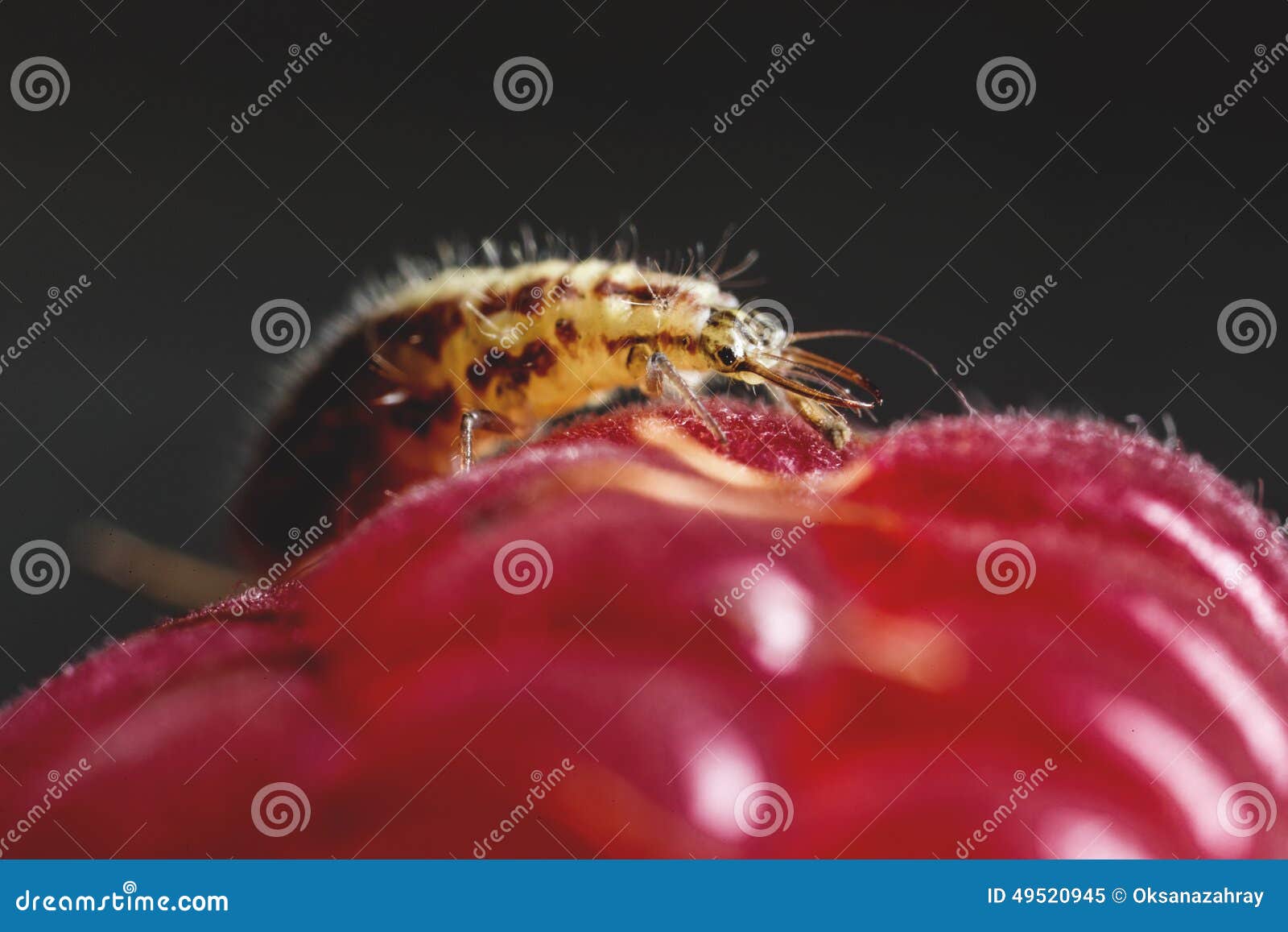 Insect on a raspberry stock image. Image of detail, light - 49520945