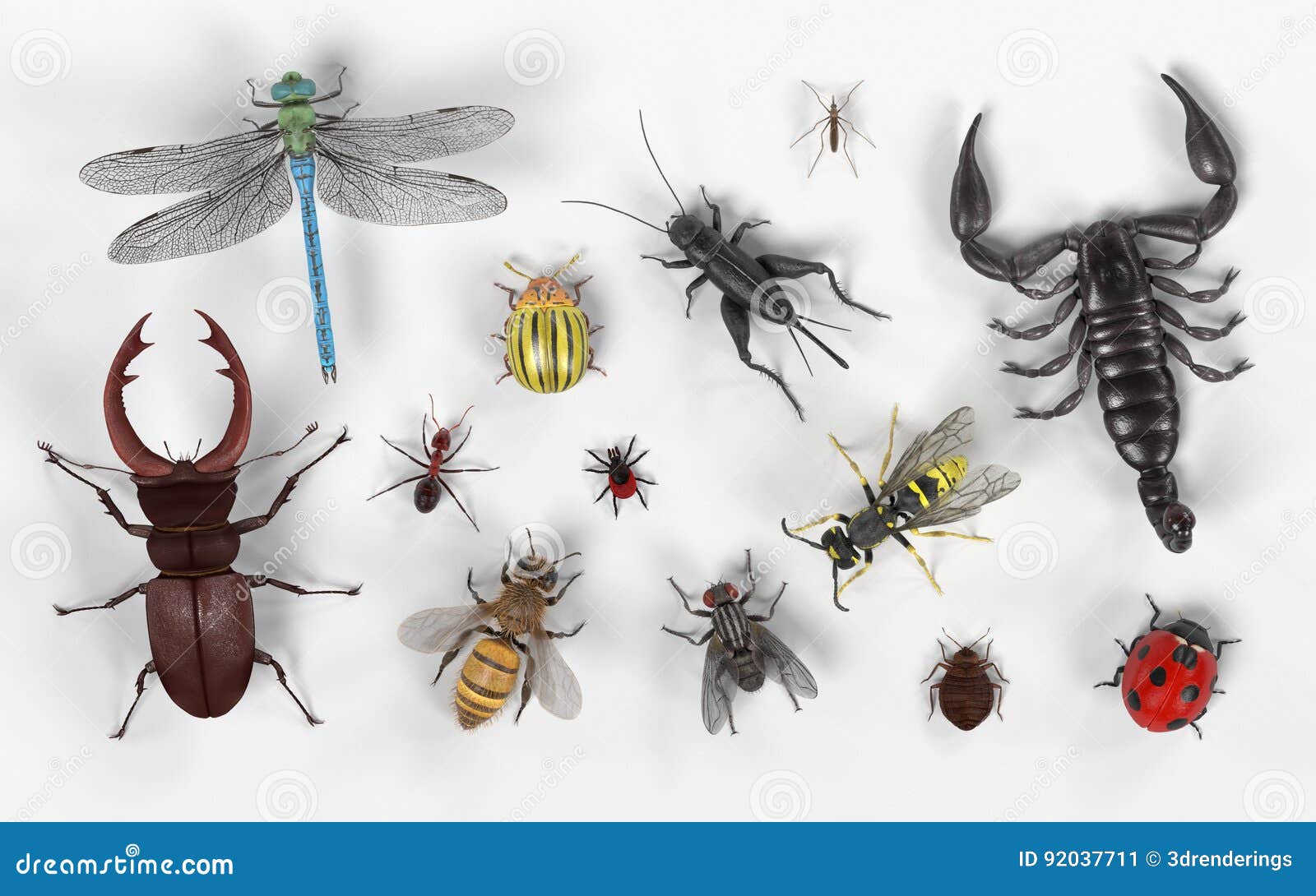 Insect stock illustration. Illustration of tick, beetle - 92037711