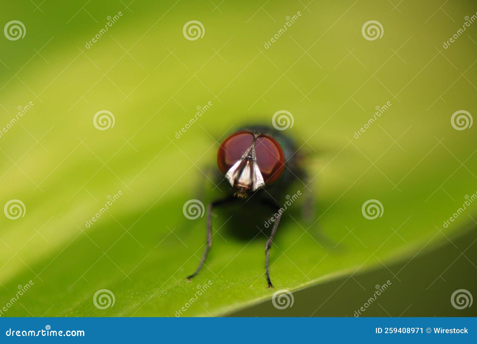 Insect with Red Compound Eyes on Agreen Leaf, Macro Stock Image - Image ...