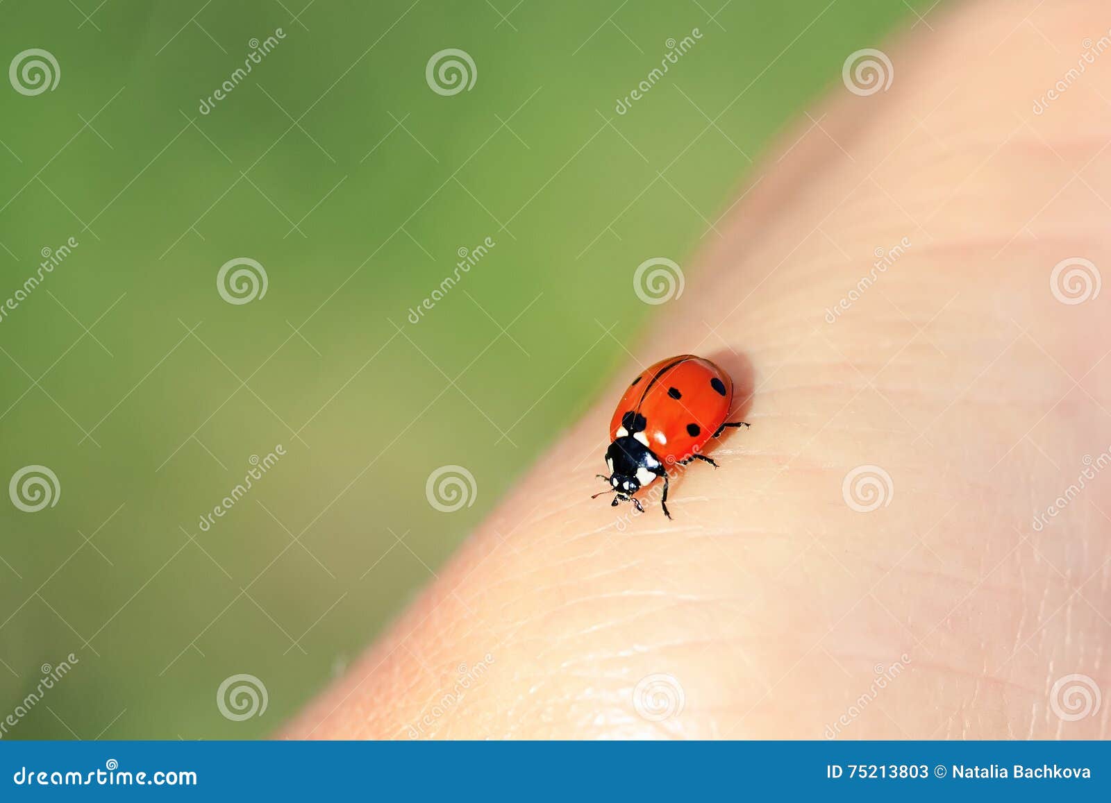 Insect Red Ladybug Crawling on the Hand Stock Image - Image of ...