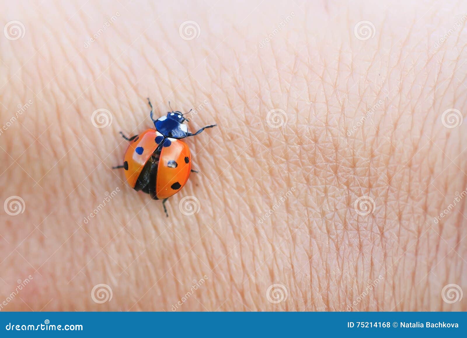 Insect Red Ladybug Crawling on the Hand Stock Photo - Image of trust ...