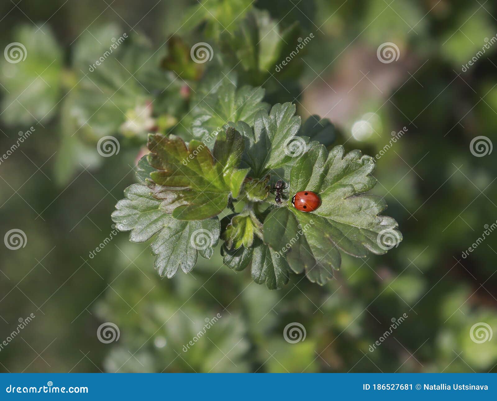 The Insect is Red. Ladybugs and Ant on a Green Leaf. View from Above ...