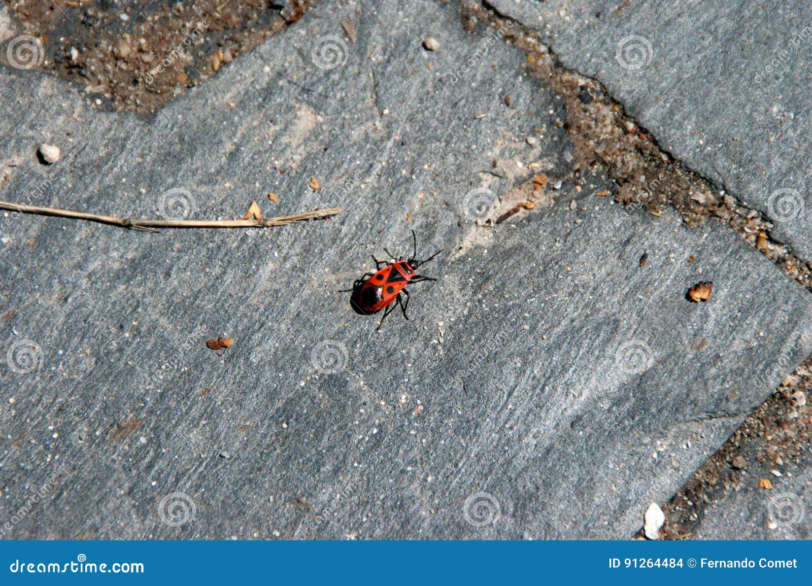 Insect stock photo. Image of insect, sand, beach, little - 91264484