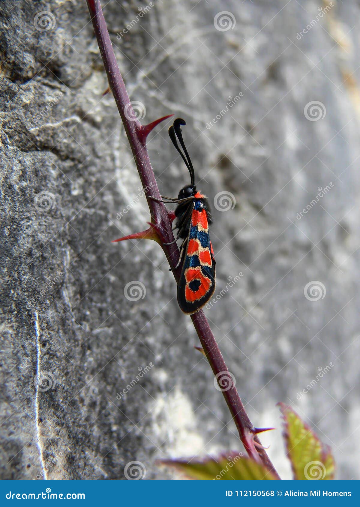 Insect with red spots stock photo. Image of species - 112150568