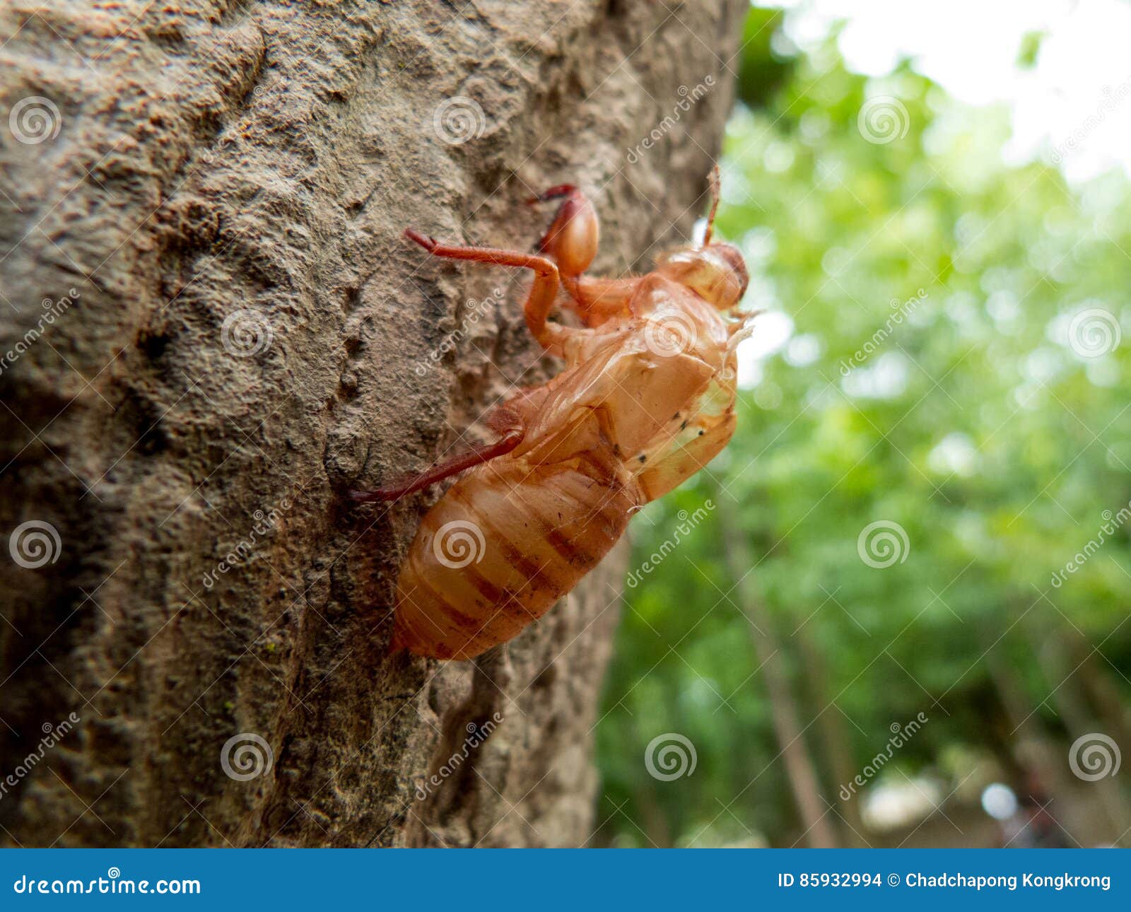 The Insect stock photo. Image of brown, green, remaining - 85932994