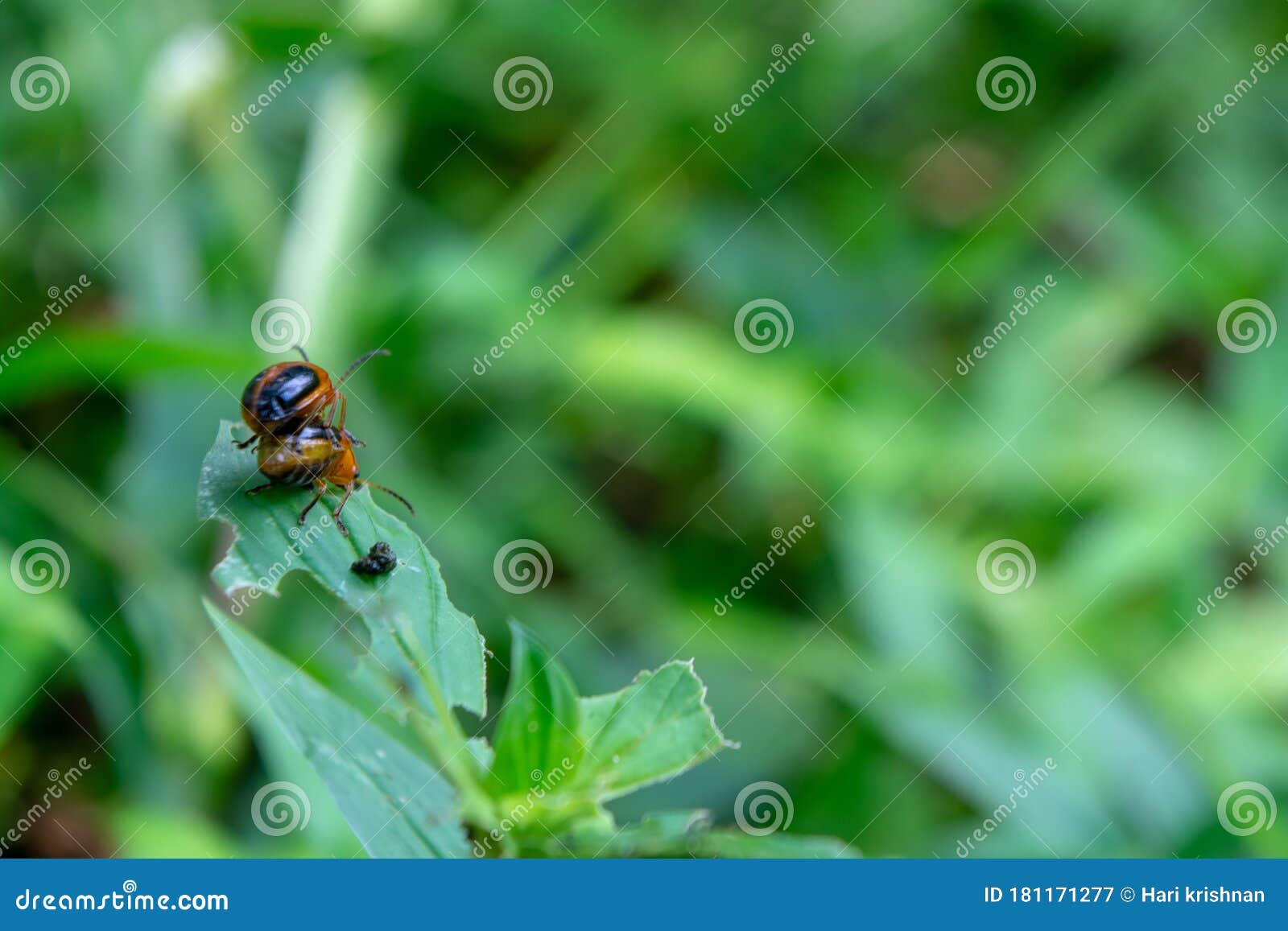 Insect Reproduction System