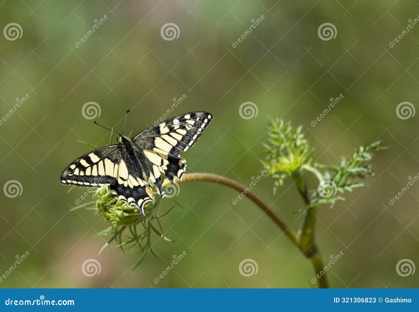 Insect Resting on Field Flower Stock Image - Image of colorful, green: 321306823