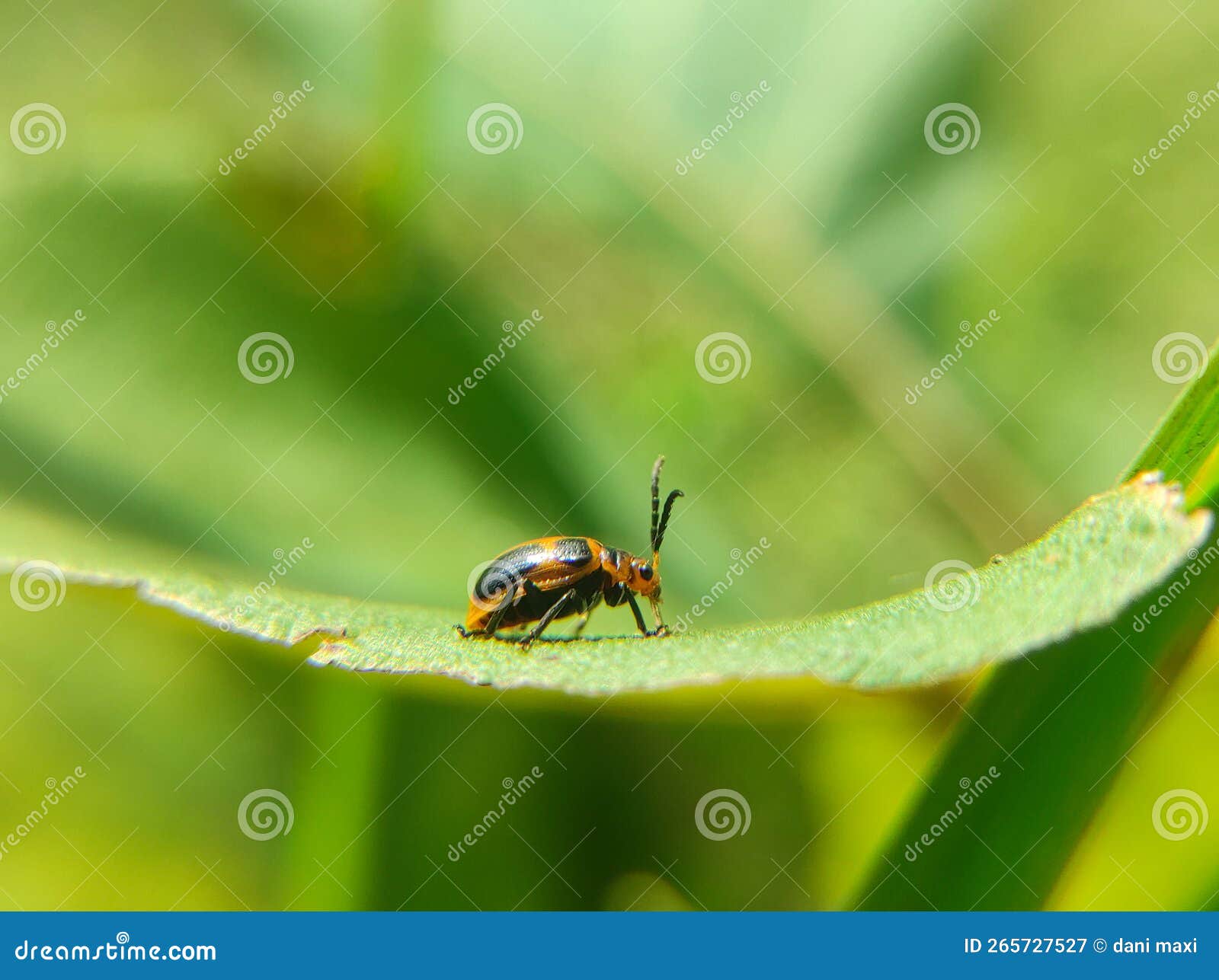 Insect Resting on a Green Leaf in the Morning Stock Image - Image of ...