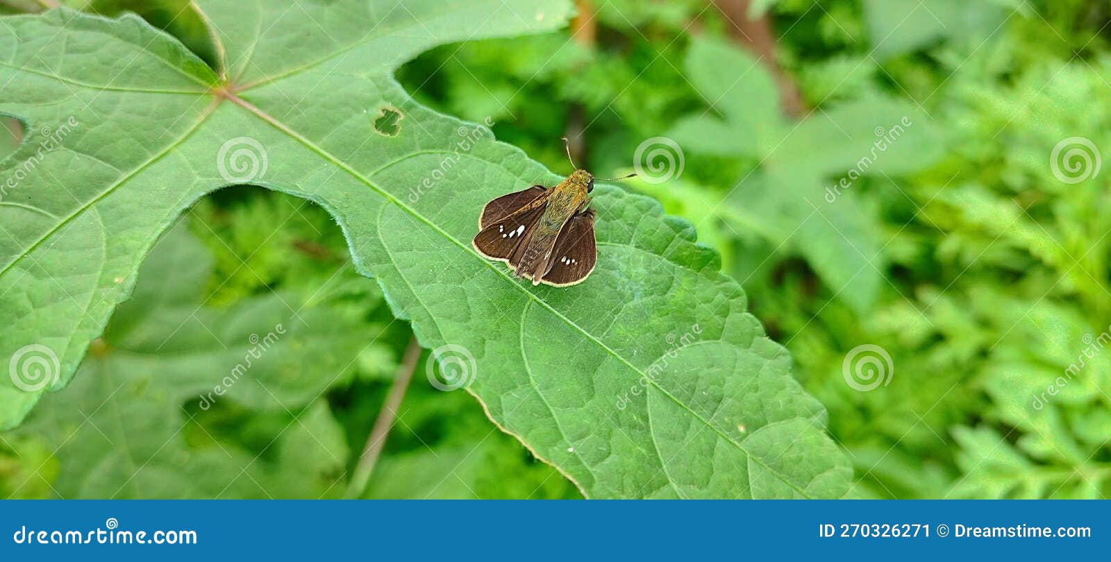 An Insect Resting on a Leaf Eating it in the Morning Stock Image ...