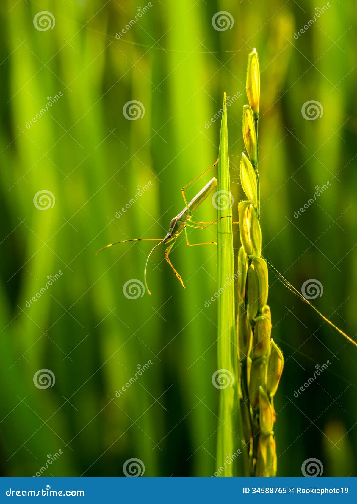 Insect stock image. Image of natural, bugs, flat, plains - 34588765