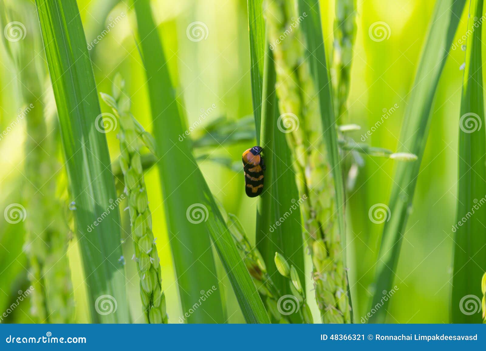 Insect in Rice field stock image. Image of green, close - 48366321