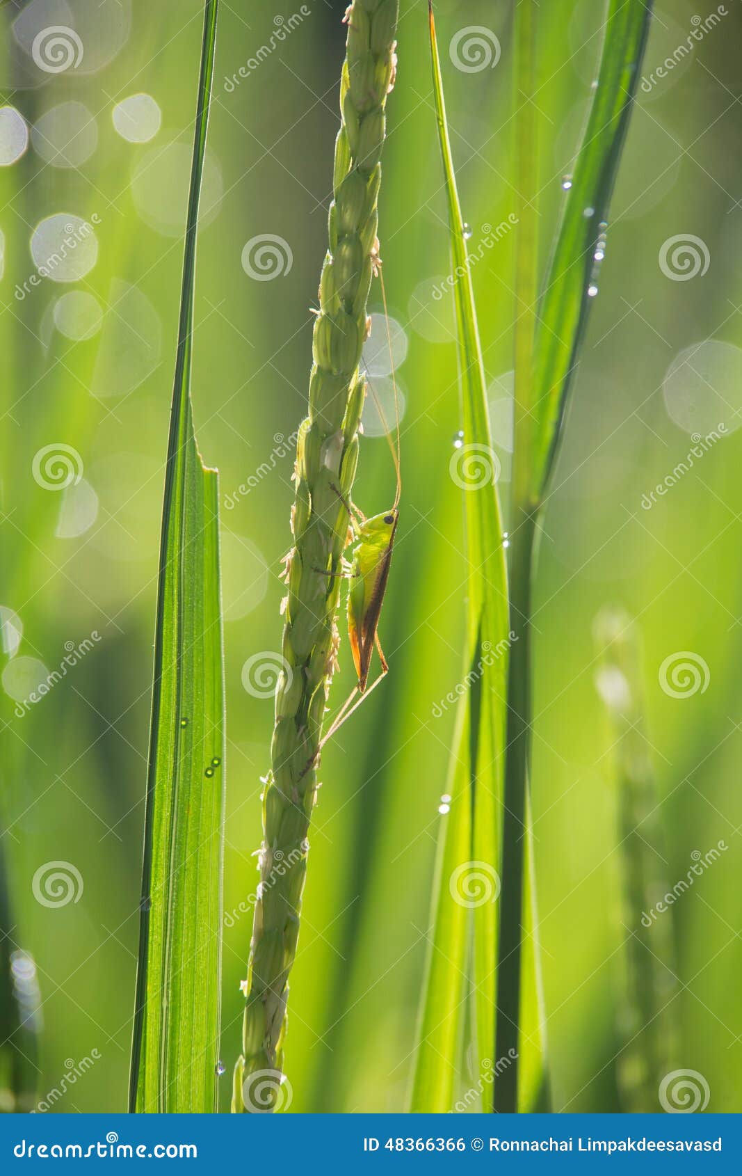 Insect in Rice field stock photo. Image of macro, backgrounds - 48366366