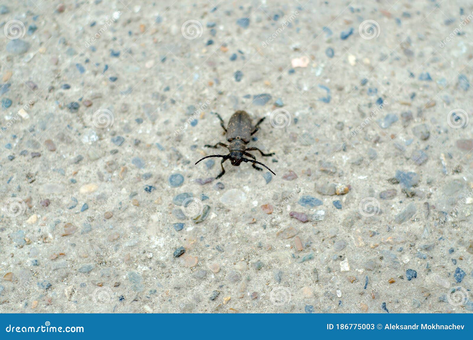 Insects Close Up. Beetle in Spring Sits on Hot Pavement. Stock Image ...