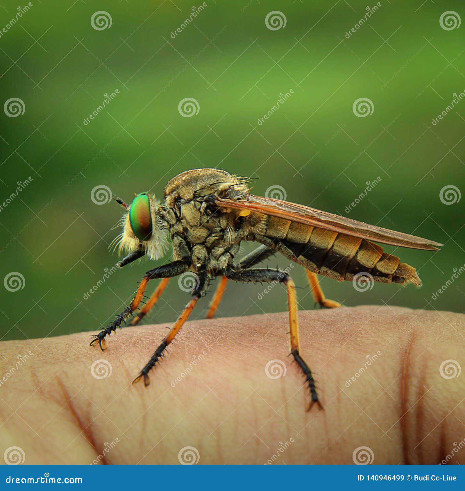 Robberfly stock image. Image of macro, robberfly, finger - 140946499
