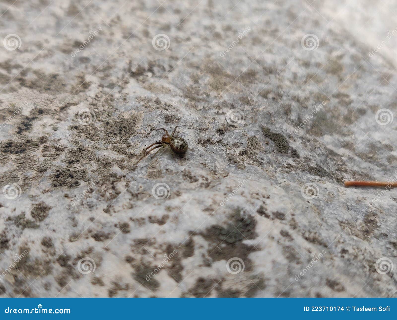Insect on Rock stock photo. Image of nature, geology - 223710174