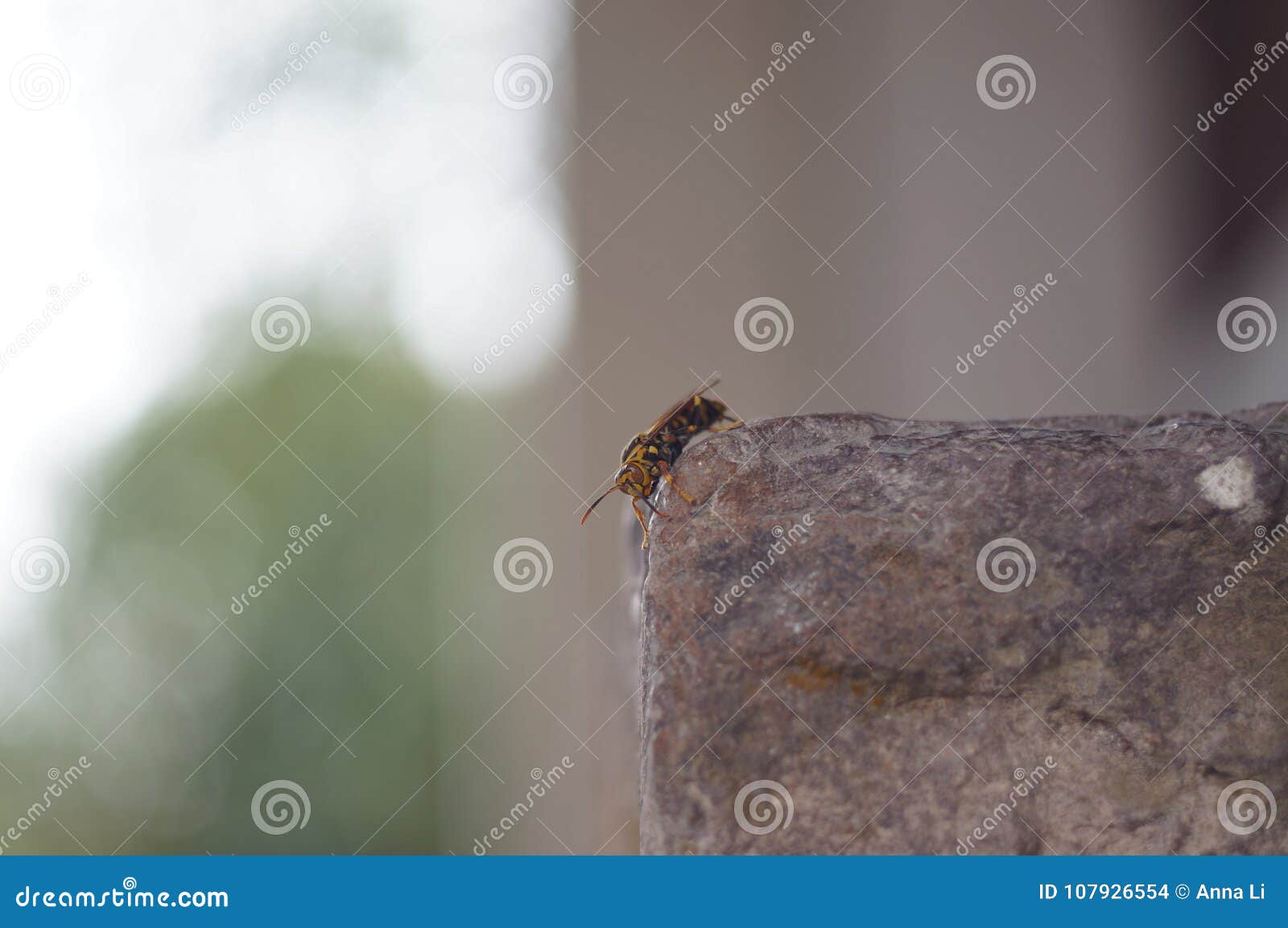 Insect on a rock stock photo. Image of outdoors, wild - 107926554