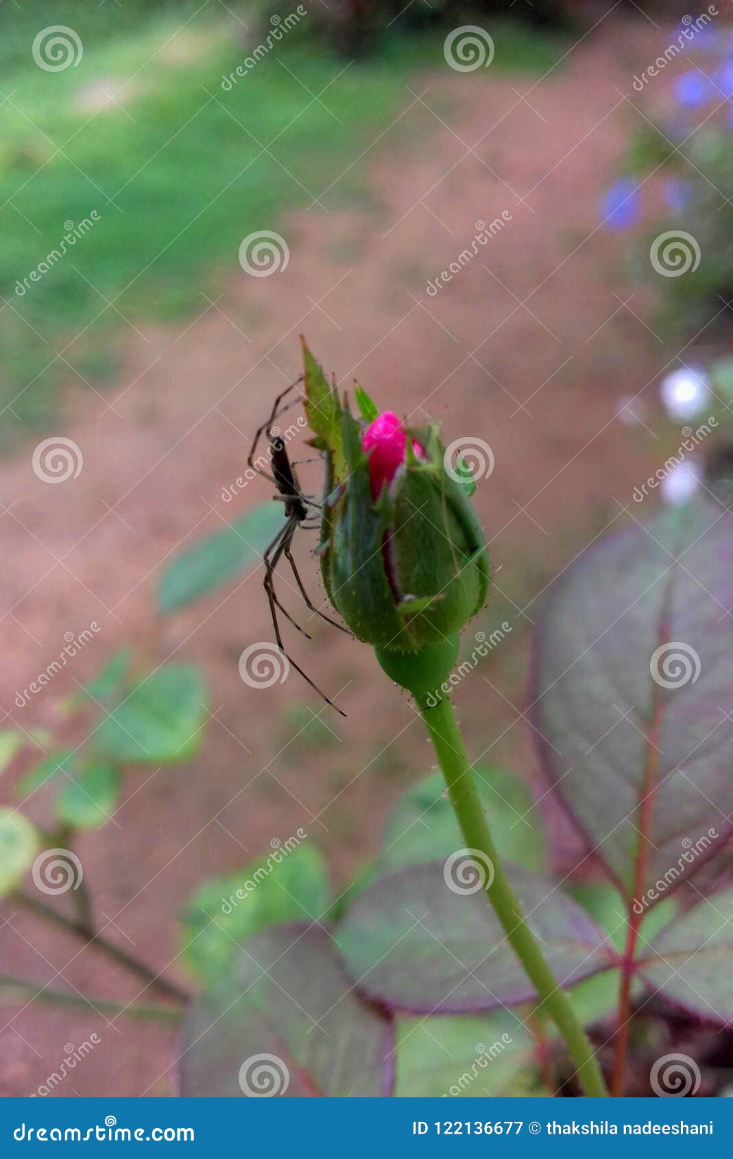 An insect on rose bud stock image. Image of morning - 122136677