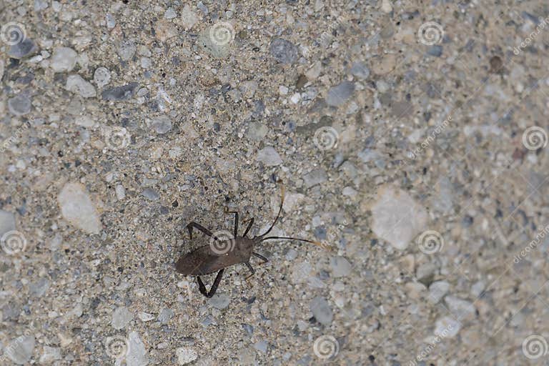 Insect stock image. Image of textured, concrete, texture - 159096559