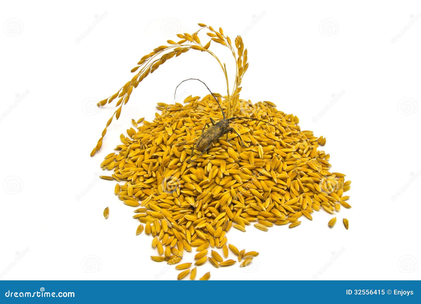 A Insect on Row Paddy Isolated on White Stock Image - Image of grain ...