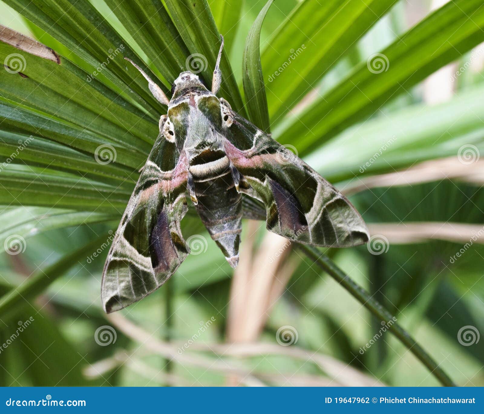 Insect s disguise stock photo. Image of face, plants - 19647962