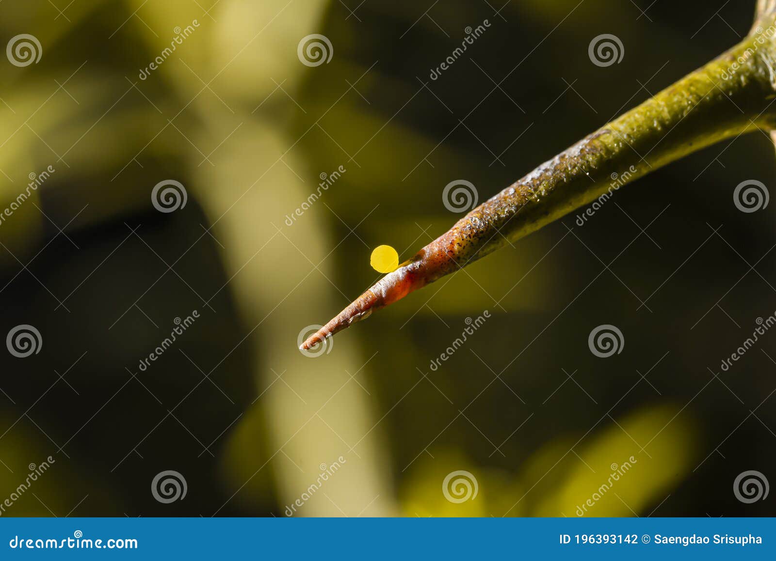 The Insect`s Egg Stuck at the Tip of the Tree`s Thorn Stock Photo ...