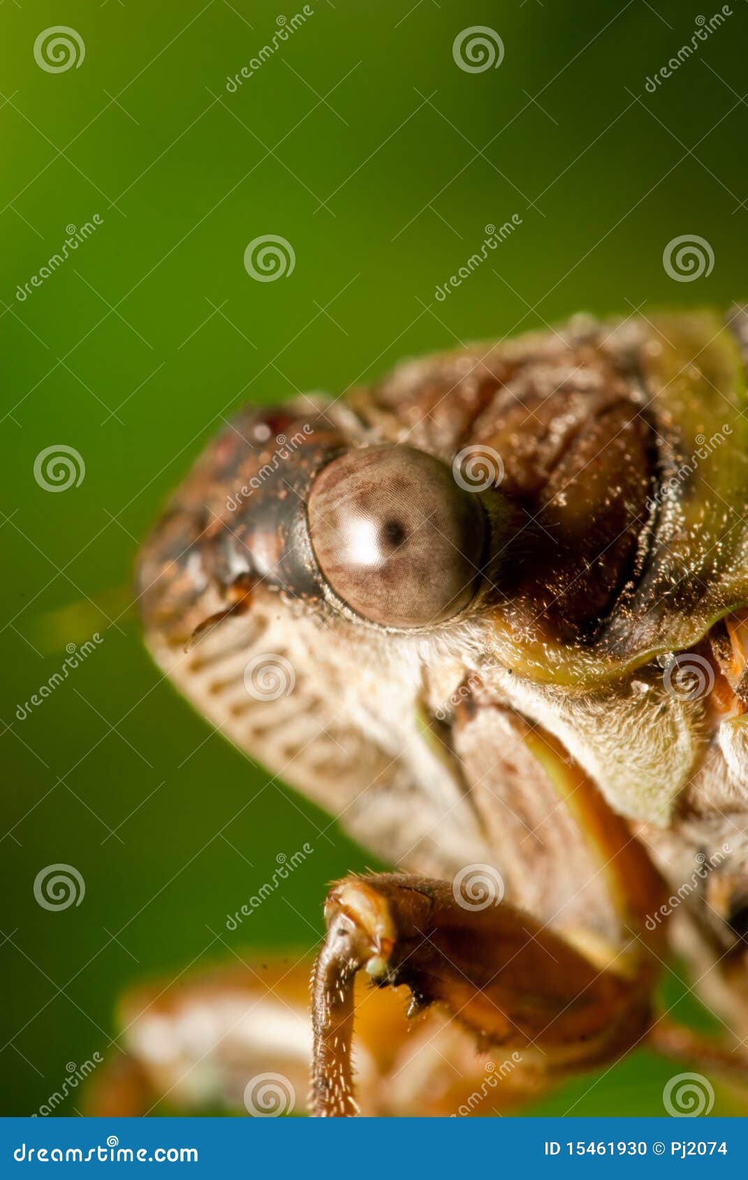 Insect s Face Closeup stock photo. Image of colorful - 15461930