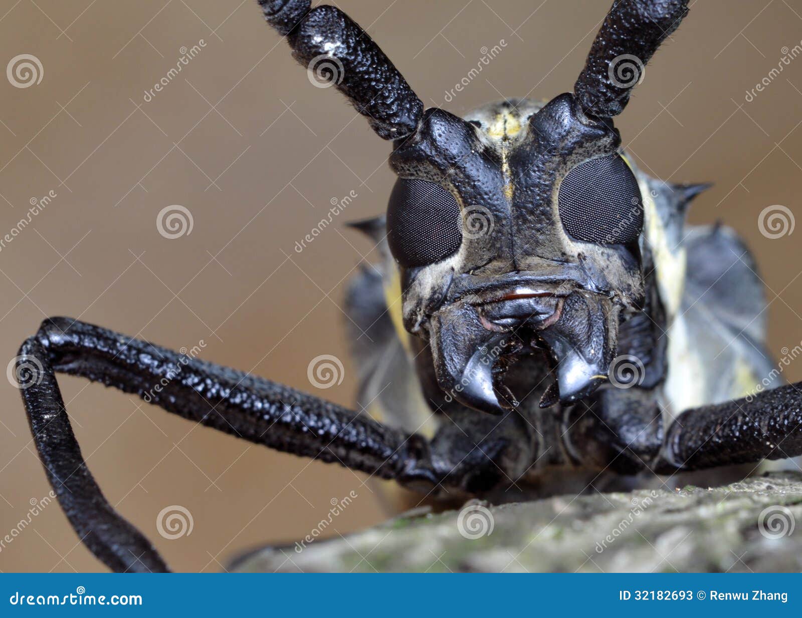 Insect s face stock image. Image of flying, black, claws - 32182693