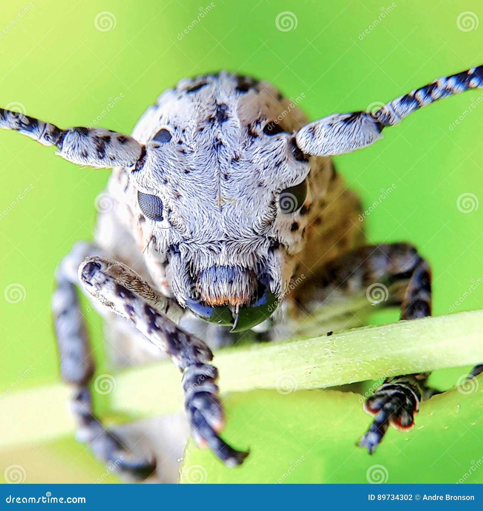 Insect`s face stock photo. Image of details, funny, dragonfly - 89734302
