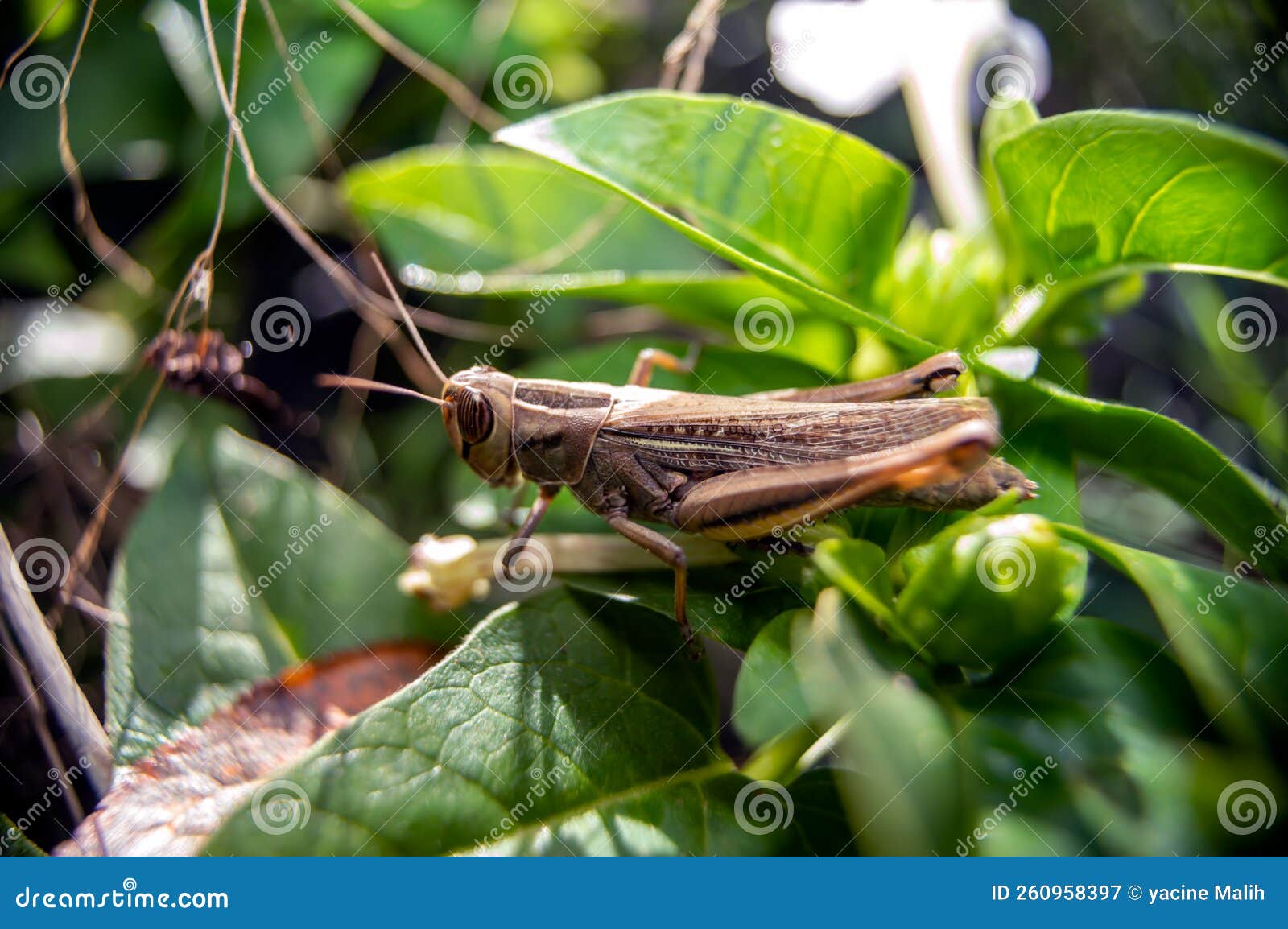 Insect Saltamontes Macrografia Stock Image - Image of branch, animal ...
