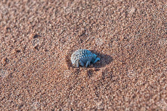 Insect in the Sand of a Dune at Sossusvlei Stock Photo - Image of ...