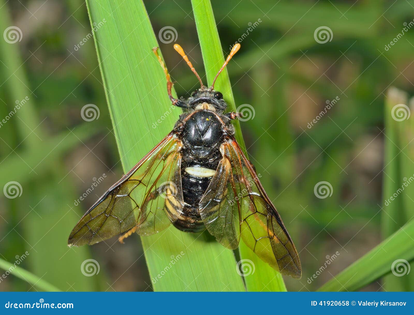 Insect Sawfly (Tenthredinidae) 4 Stock Photo - Image of entomology ...