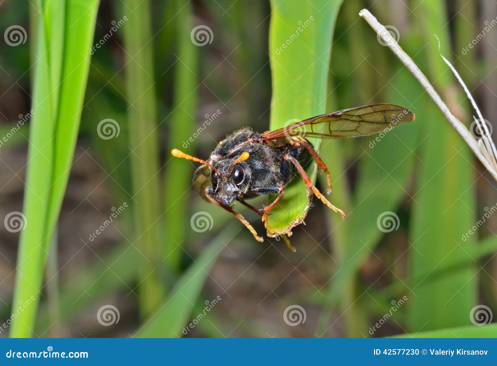 Insect Sawfly (Tenthredinidae) 9 Stock Photo - Image of background ...
