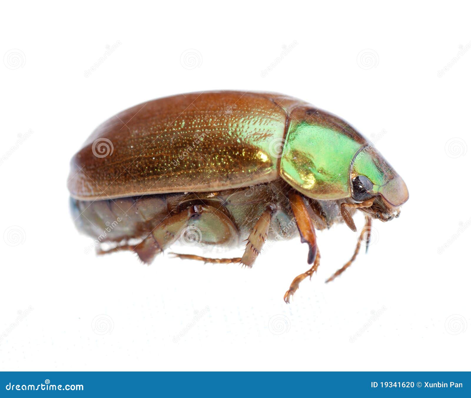 Insect scarab beetle stock photo. Image of macro, head - 19341620