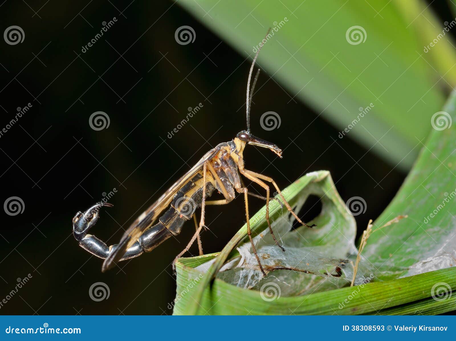 Insect Scorpion s tail 5 stock image. Image of wing, scorpions - 38308593