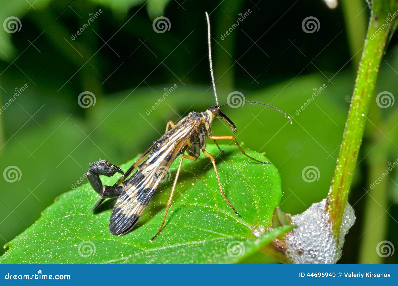 Scorpion Tailed Locusts
