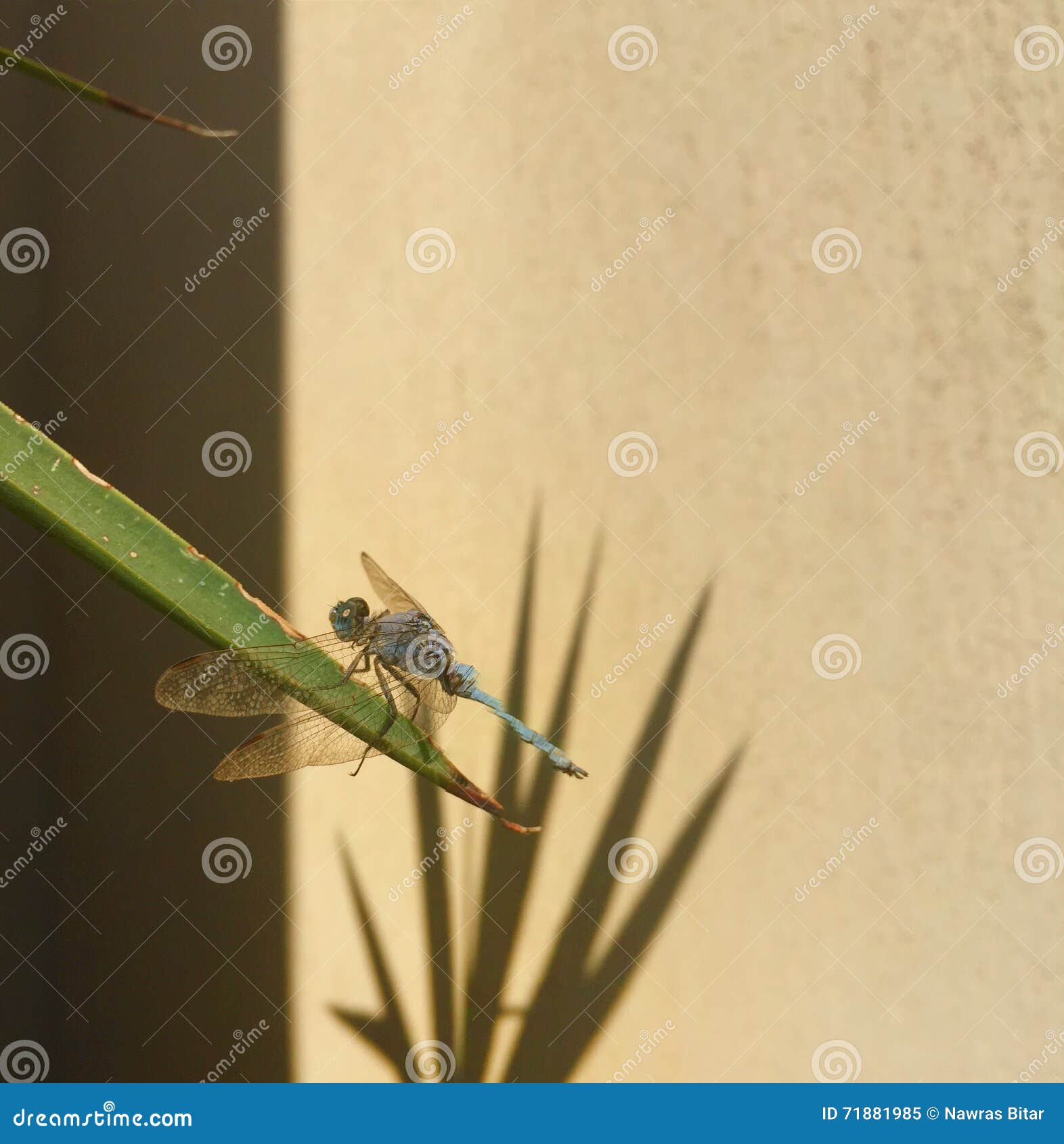 Insect stock image. Image of green, insect, shadow, tree - 71881985